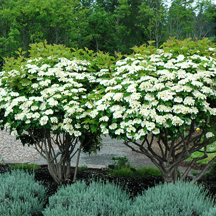 Compact Cranberrybush For Sale Online | The Tree Center