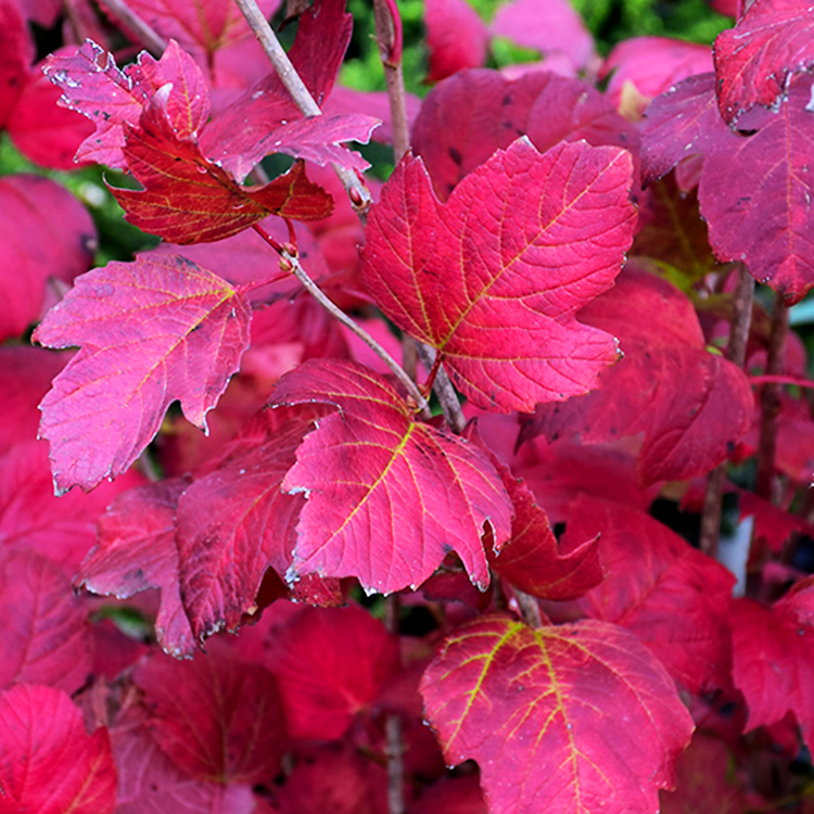 Compact Cranberrybush For Sale Online | The Tree Center