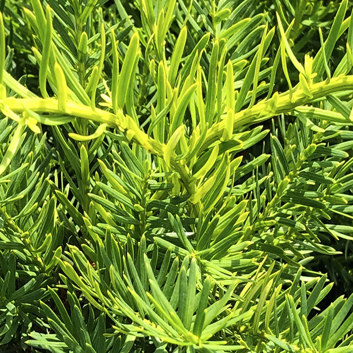 Dense Spreading Yew For Sale Online | The Tree Center