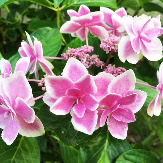 Star Gazer Hydrangea For Sale Online | The Tree Center