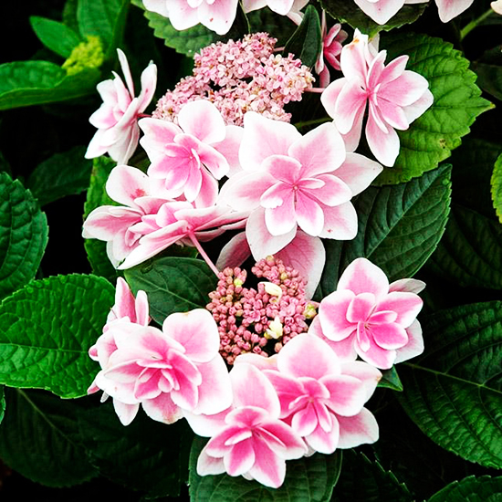 Star Gazer Hydrangea For Sale Online | The Tree Center