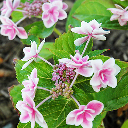 Star Gazer Hydrangea For Sale Online | The Tree Center