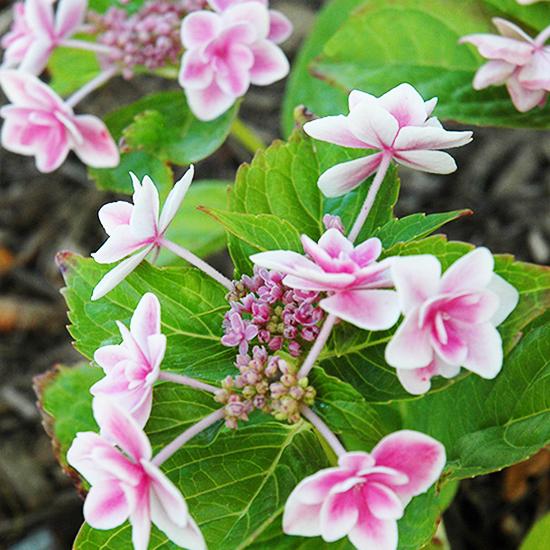 Star Gazer Hydrangea For Sale Online | The Tree Center