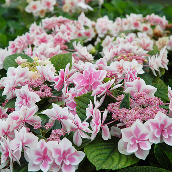 Star Gazer Hydrangea For Sale Online | The Tree Center