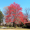 Drummond Red Maple For Sale Online | The Tree Center