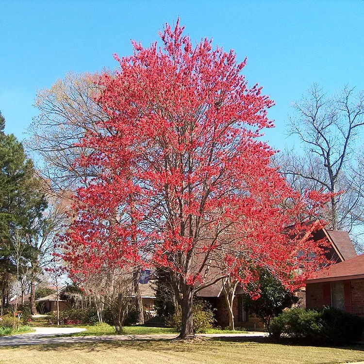 Drummond Red Maple For Sale Online | The Tree Center
