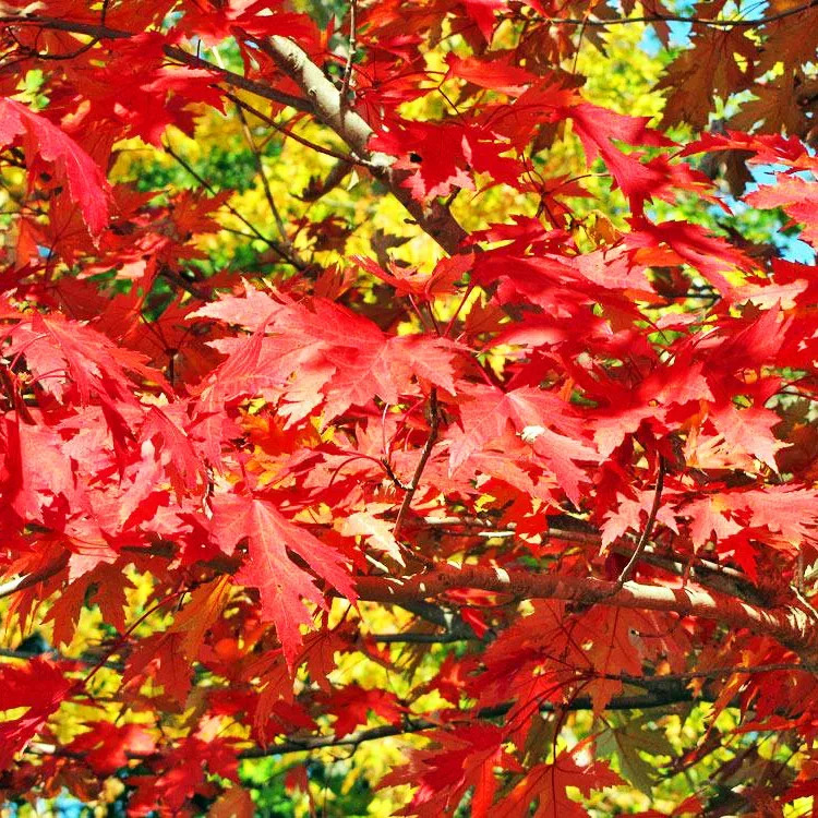 Drummond Red Maple For Sale Online | The Tree Center