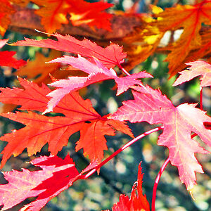 Drummond Red Maple For Sale Online | The Tree Center