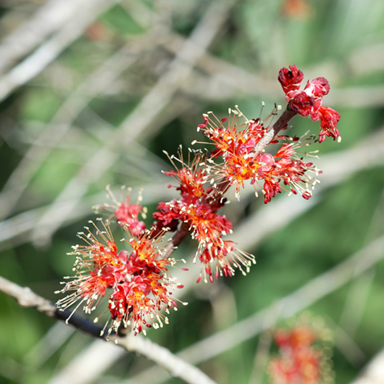 Drummond Red Maple For Sale Online | The Tree Center