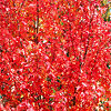 Drummond Red Maple For Sale Online | The Tree Center