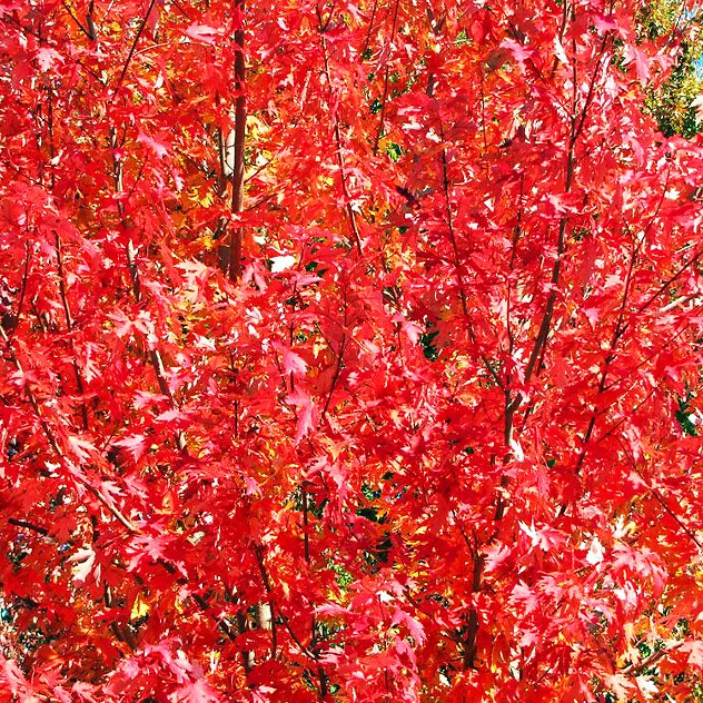 Drummond Red Maple For Sale Online | The Tree Center