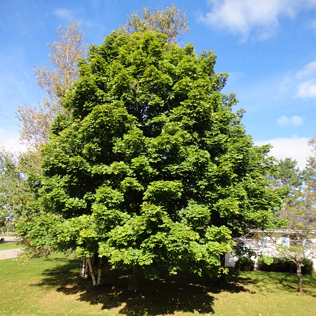 Emerald Queen Norway Maple For Sale Online | The Tree Center