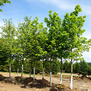 Emerald Queen Norway Maple For Sale Online | The Tree Center
