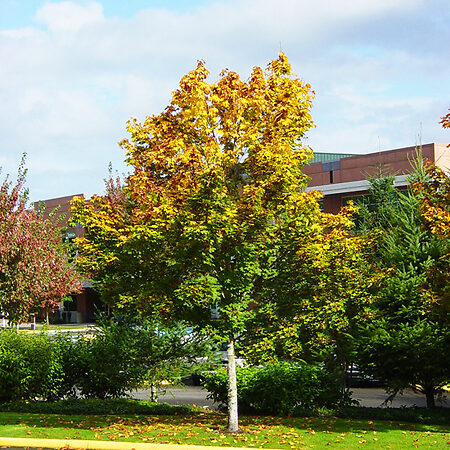 Emerald Queen Norway Maple For Sale Online | The Tree Center