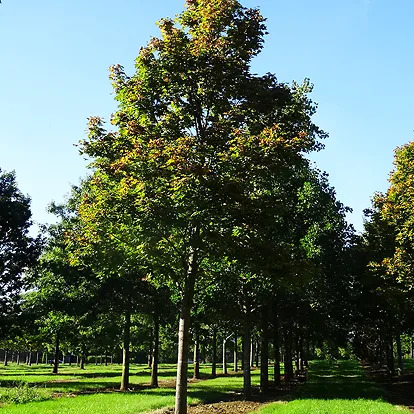 Emerald Queen Norway Maple For Sale Online | The Tree Center