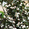 Evening Light Japanese Snowbell For Sale Online | The Tree Center