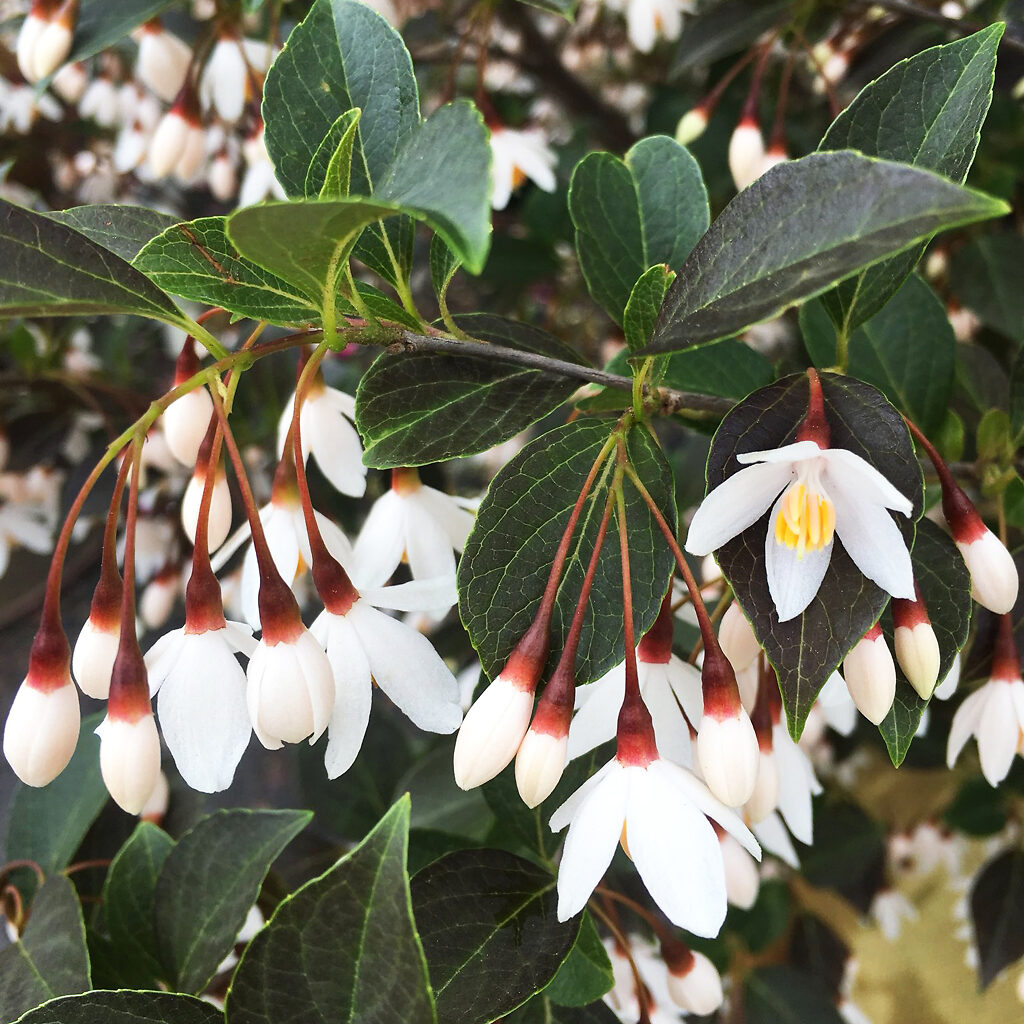 Evening Light Japanese Snowbell For Sale Online | The Tree Center