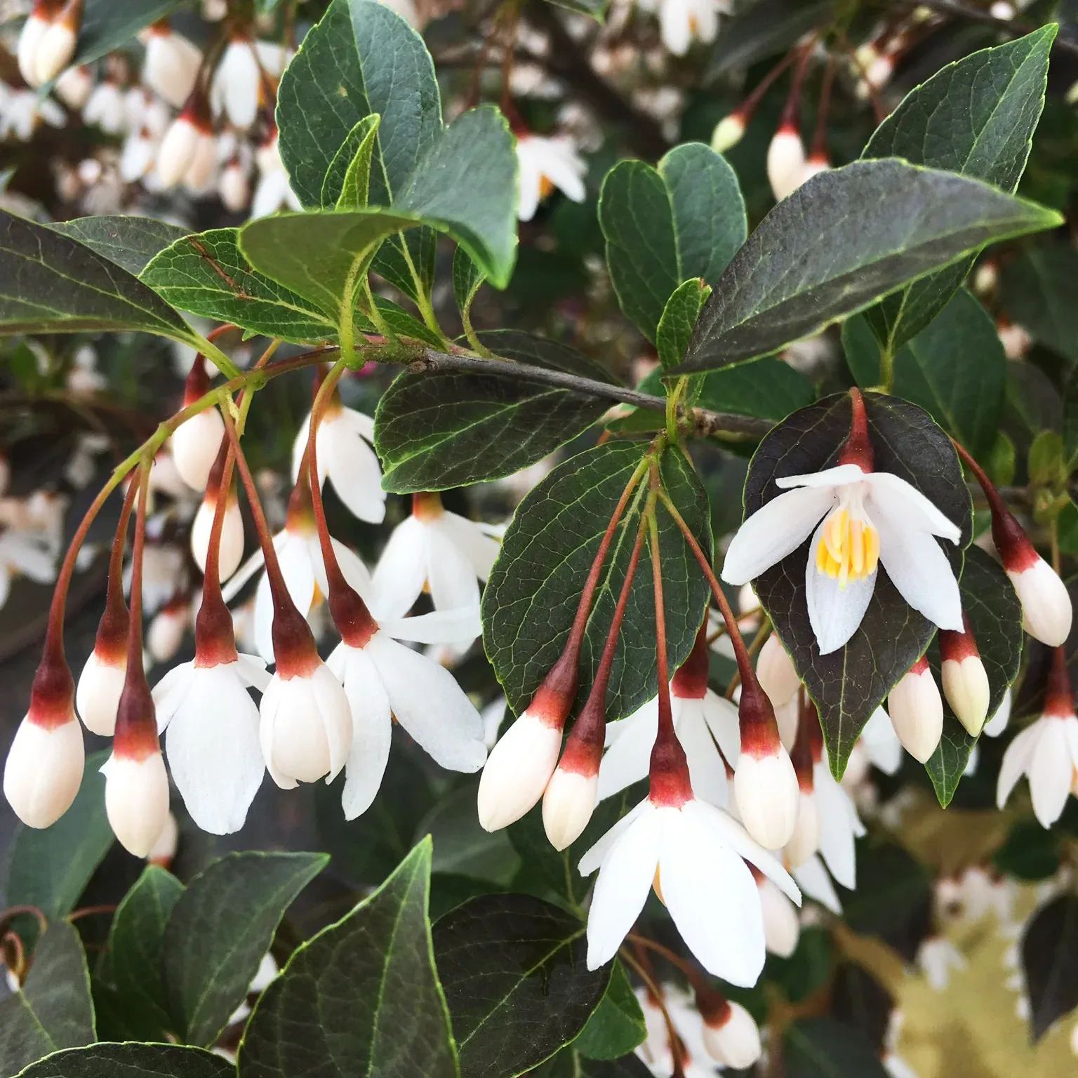 Evening Light Japanese Snowbell For Sale Online | The Tree Center