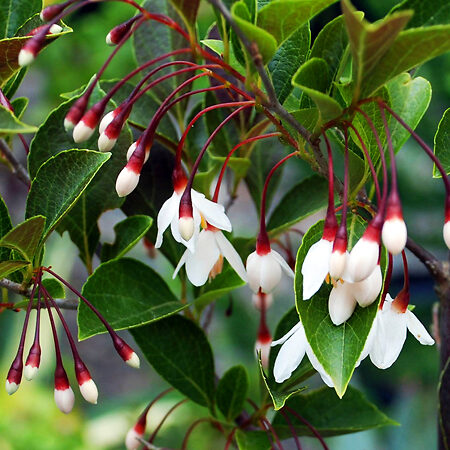 Evening Light Japanese Snowbell For Sale Online | The Tree Center