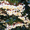 Evening Light Japanese Snowbell For Sale Online | The Tree Center