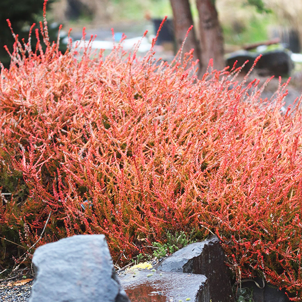 Homebush Azalea For Sale Online | The Tree Center