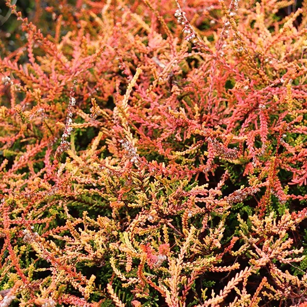 Homebush Azalea For Sale Online | The Tree Center