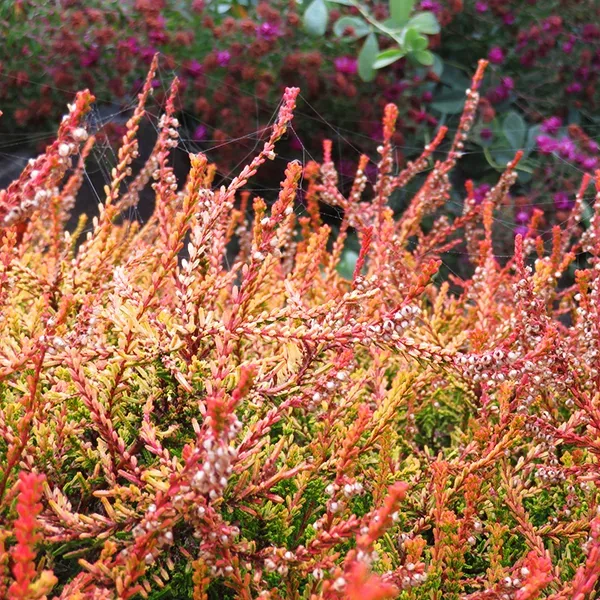 Homebush Azalea For Sale Online | The Tree Center