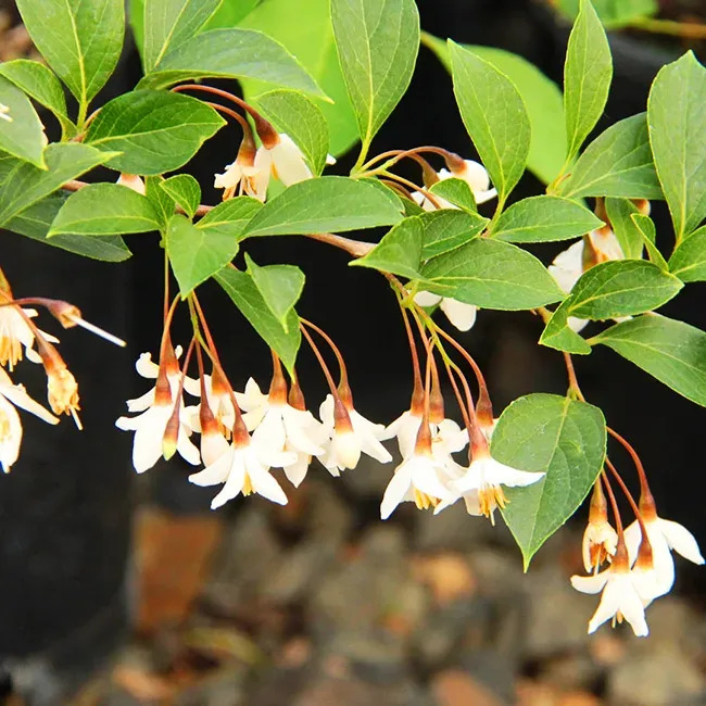 Fragrant Fountain Japanese Snowbell For Sale Online | The Tree Center