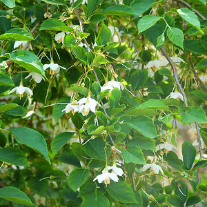 Fragrant Fountain Japanese Snowbell For Sale Online | The Tree Center