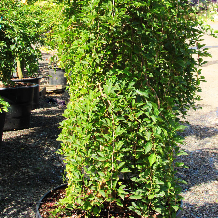 Fragrant Fountain Japanese Snowbell For Sale Online | The Tree Center