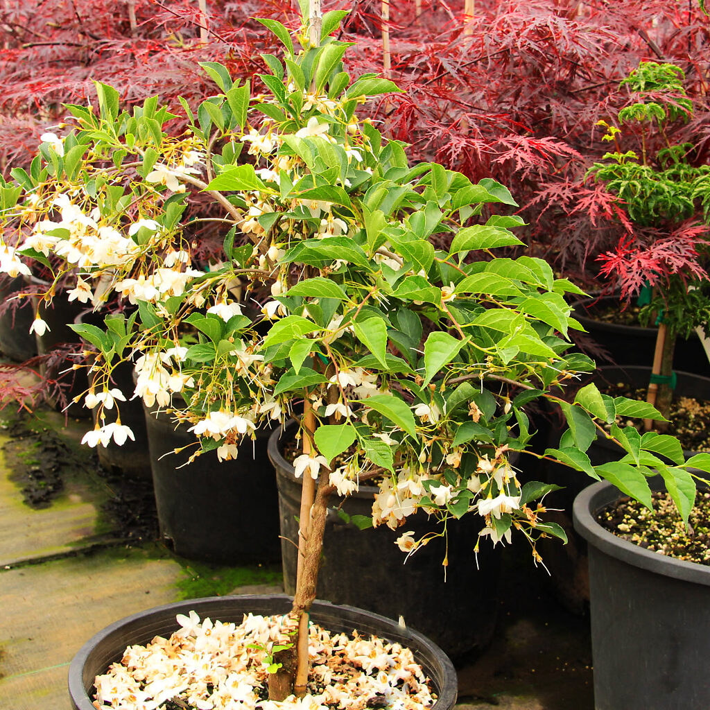 Fragrant Fountain Japanese Snowbell For Sale Online | The Tree Center