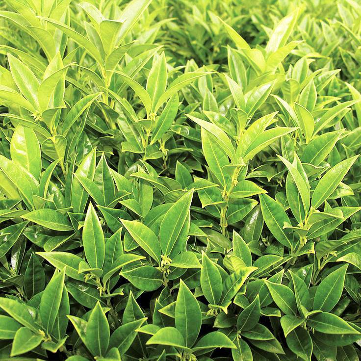 Fragrant Mountain Sweet Box For Sale Online | The Tree Center