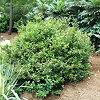 Fragrant Mountain Sweet Box For Sale Online | The Tree Center