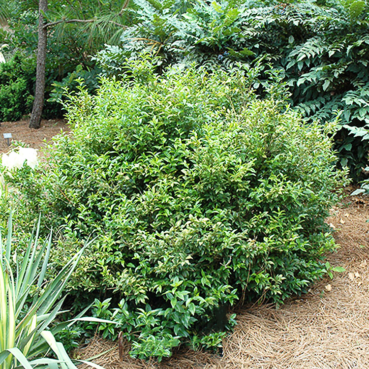 Fragrant Mountain Sweet Box For Sale Online | The Tree Center