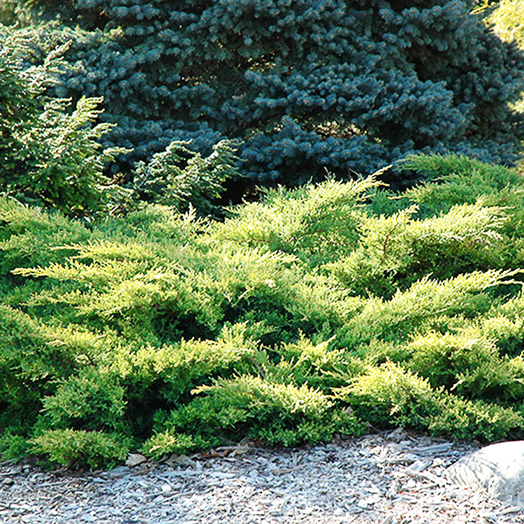 Gold Star Juniper For Sale Online | The Tree Center