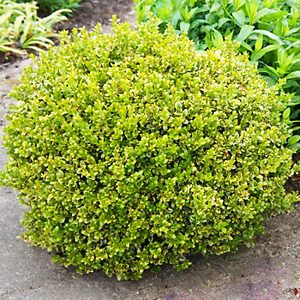 Golden Triumph Boxwood For Sale Online | The Tree Center