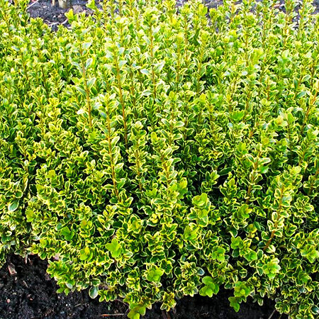 Golden Triumph Boxwood For Sale Online | The Tree Center