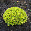 Golden Triumph Boxwood For Sale Online | The Tree Center