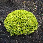 Golden Triumph Boxwood For Sale Online | The Tree Center
