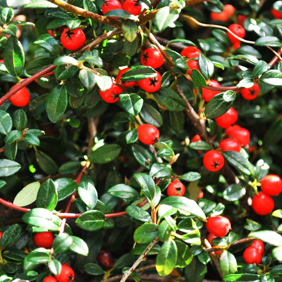 Emerald Beauty Cotoneaster For Sale Online | The Tree Center