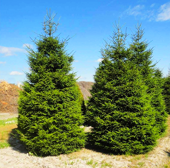 Green Knight Oriental Spruce For Sale Online | The Tree Center