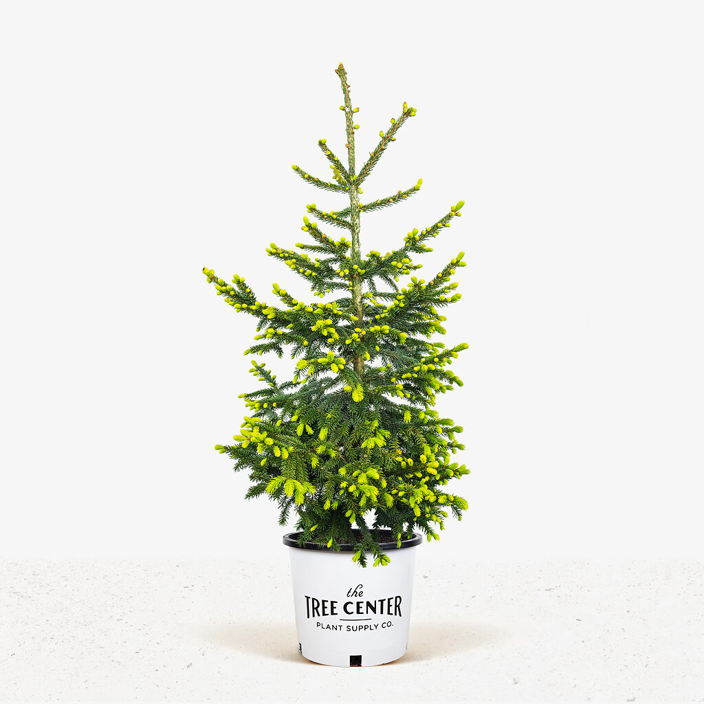 Green Knight Oriental Spruce For Sale Online | The Tree Center