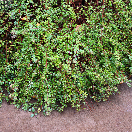 Hancock’s Coralberry For Sale Online | The Tree Center