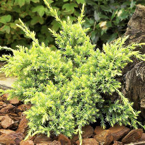 Holger’s Juniper For Sale Online | The Tree Center