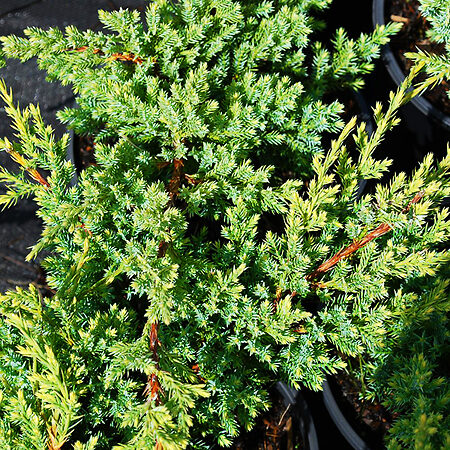 Holger’s Juniper For Sale Online | The Tree Center