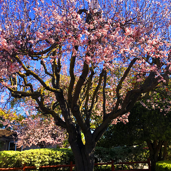 Hollywood Plum For Sale Online | The Tree Center
