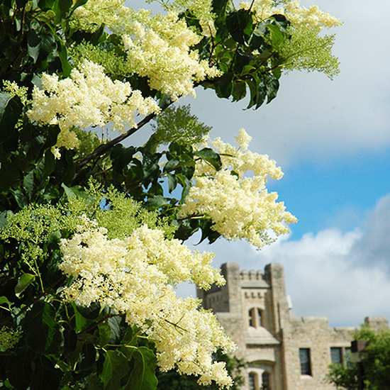 Ivory Silk Japanese Tree Lilac For Sale Online | The Tree Center