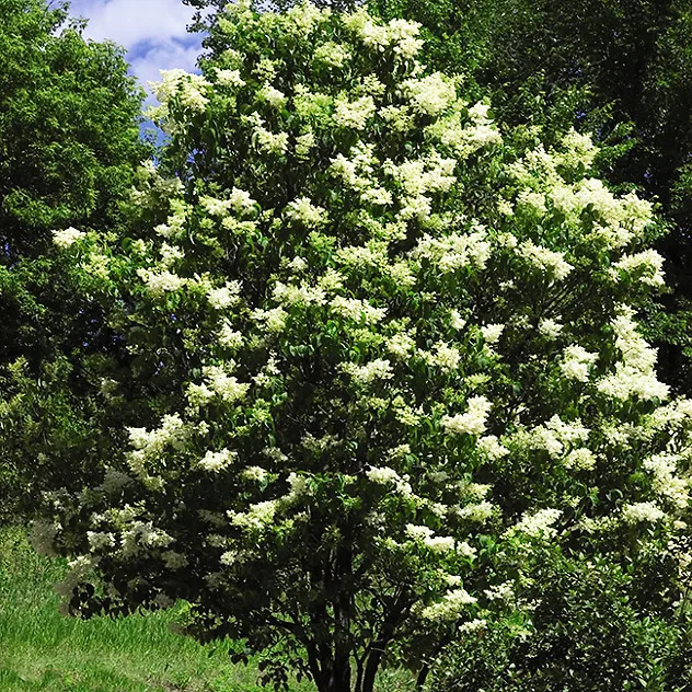 Ivory Silk Japanese Tree Lilac For Sale Online | The Tree Center