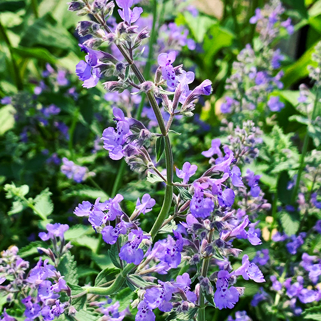 Junior Walker Catmint For Sale Online | The Tree Center