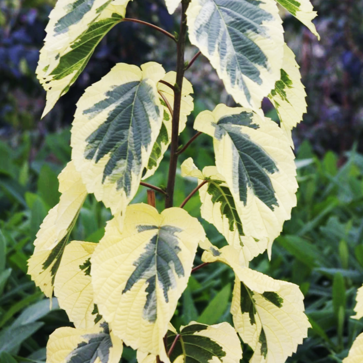 Lady Sunshine Dove Tree For Sale Online | The Tree Center